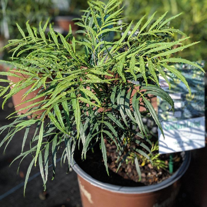 Mahonia eurybracteata 'Soft Caress' ~ Soft Caress Mahonia – GoBuyPlants