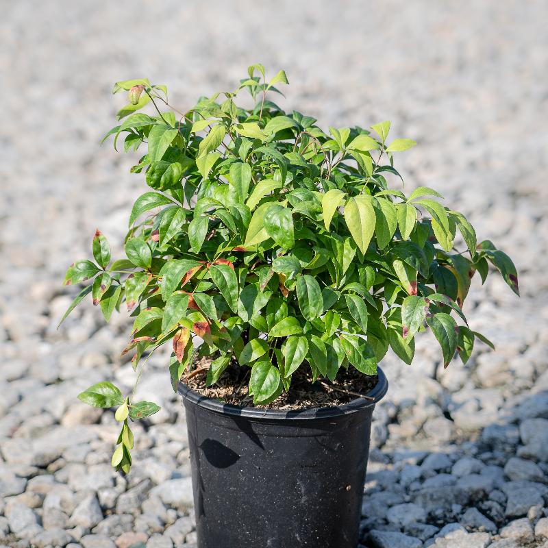 Nandina domestica 'Firepower' ~ Firepower Heavenly Bamboo – GoBuyPlants
