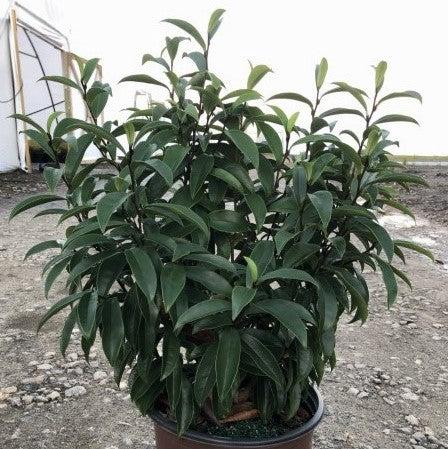 Magnolia figo 'Stellar Ruby' ~ Stellar Ruby Magnolia, Banana Shrub ...