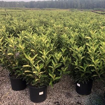 Chindo Sweet Viburnum - Viburnum awabuki 'Chindo' – GoBuyPlants