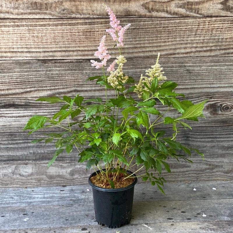 Astilbe japonica 'Europa' ~ Europa Japanese Astilbe – GoBuyPlants