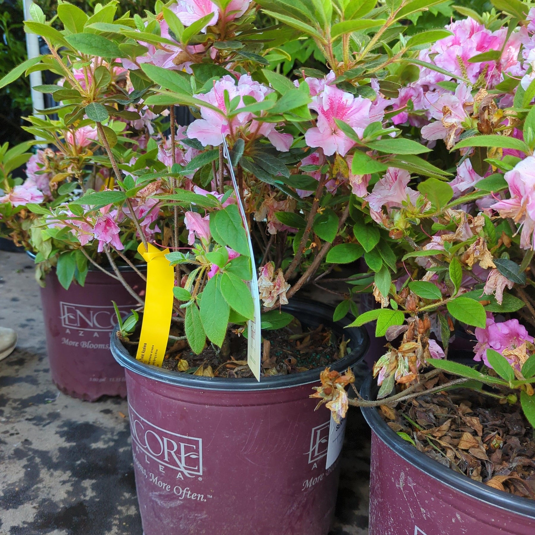 Rhododendron ‘Conlep’ ~ Encore® Autumn Twist™ Azalea – GoBuyPlants