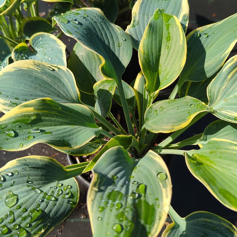 Hosta 'First Frost' ~ First Frost Hosta – GoBuyPlants