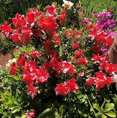 Rhododendron x 'Fashion' ~ Fashion Azalea – GoBuyPlants