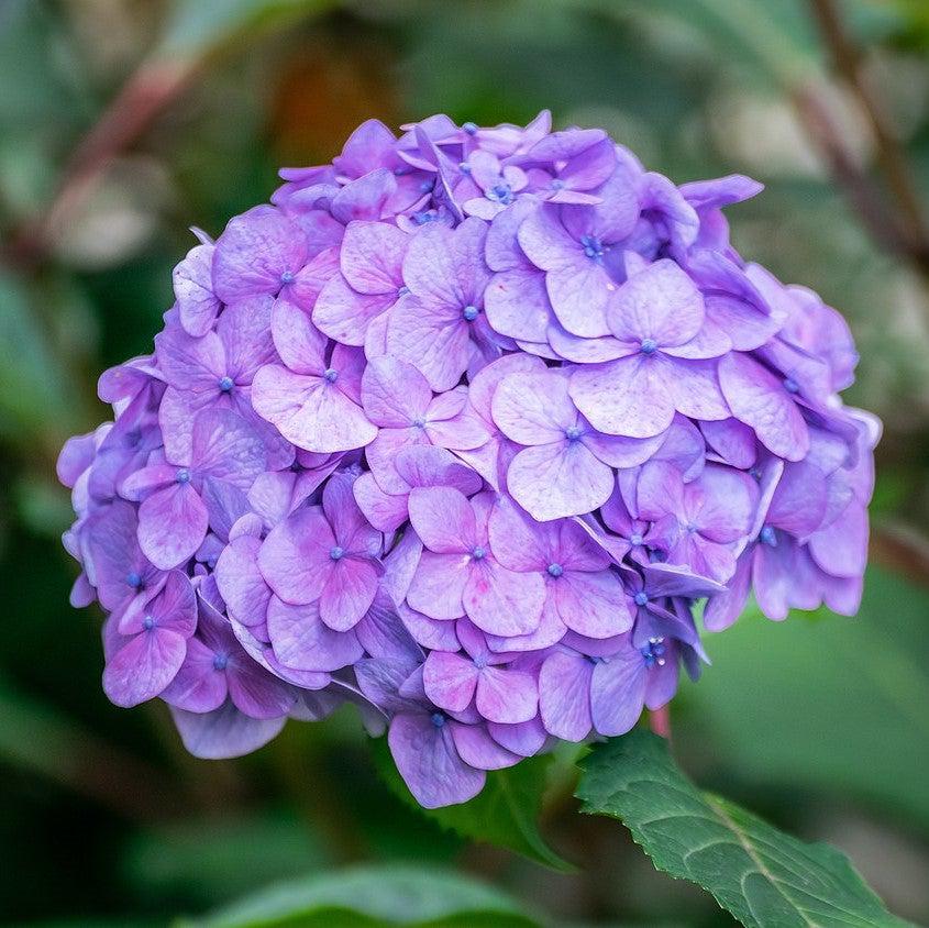 Hydrangea macrophylla 'Bailmer’ ~ Endless Summer® The Original Hydrang ...