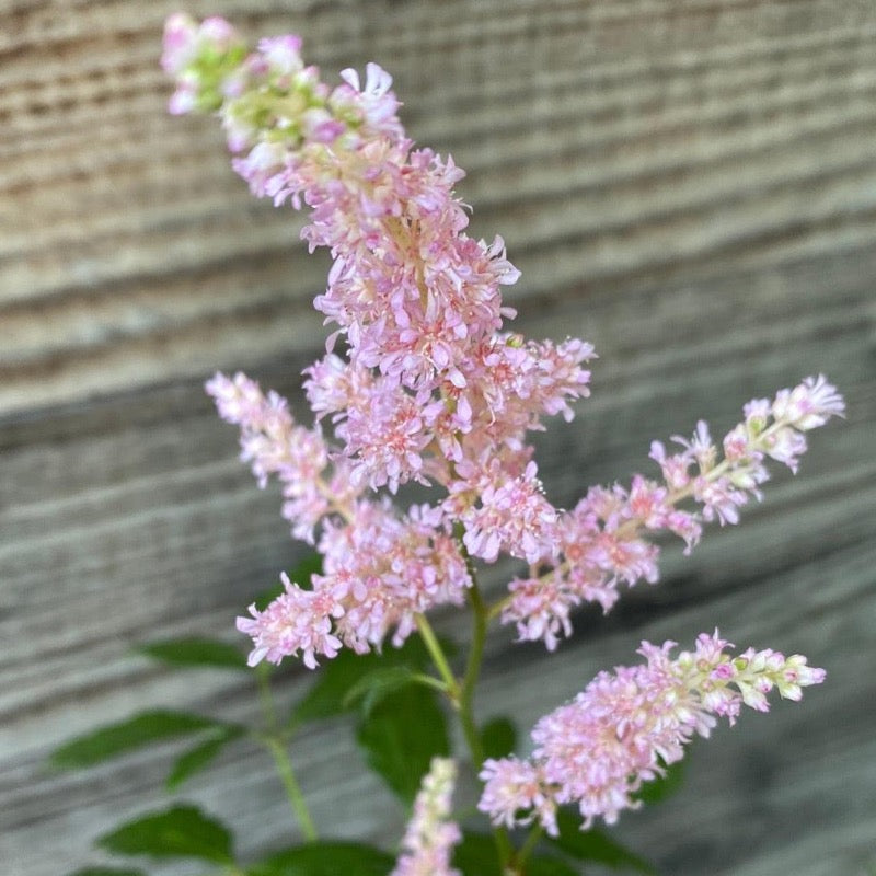 Astilbe japonica 'Europa' ~ Europa Japanese Astilbe – GoBuyPlants