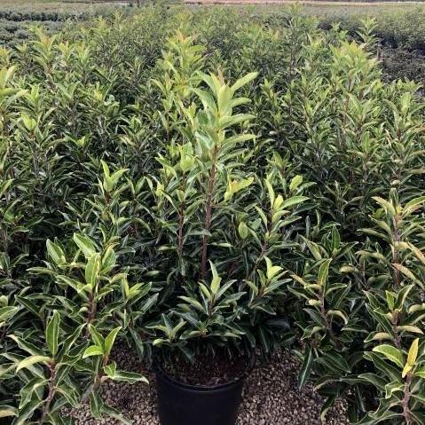 Chindo Sweet Viburnum - Viburnum awabuki 'Chindo' – GoBuyPlants