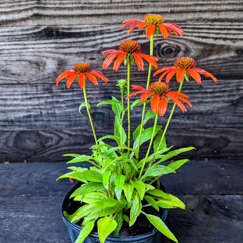Echinacea x 'Cheyenne Spirit' ~ Cheyenne Spirit Echinacea, Coneflower ...