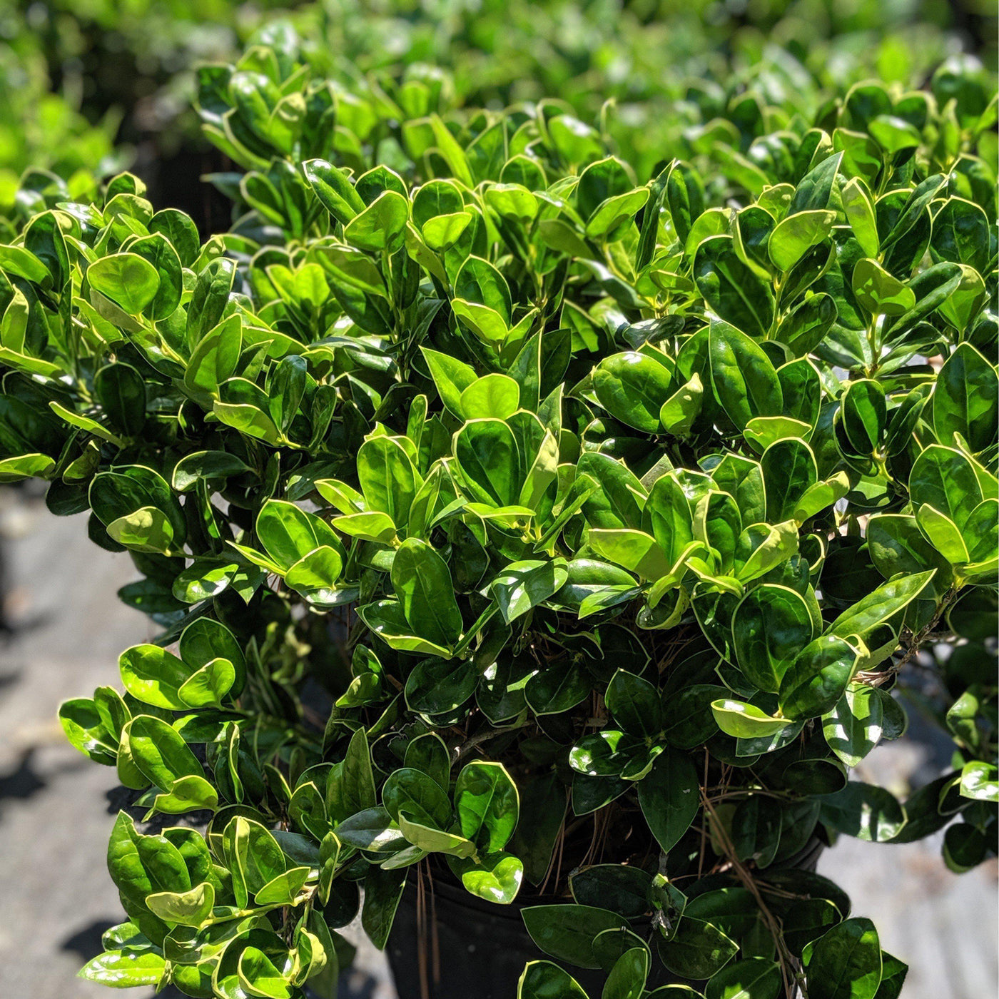 Ilex cornuta 'Carissa' ~ Carissa Holly – GoBuyPlants