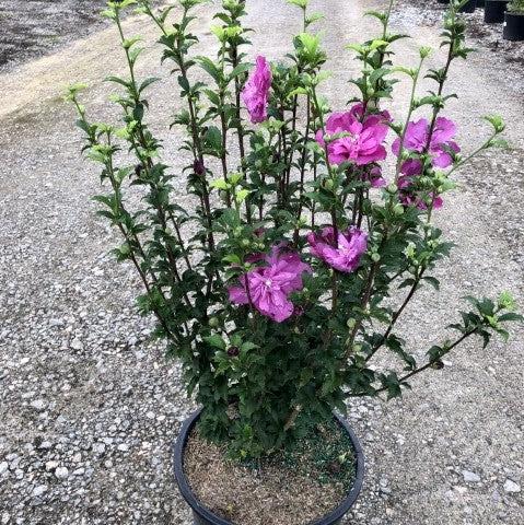 Hibiscus syriacus 'DS03RS' ~ Raspberry Smoothie™ Rose of Sharon ...