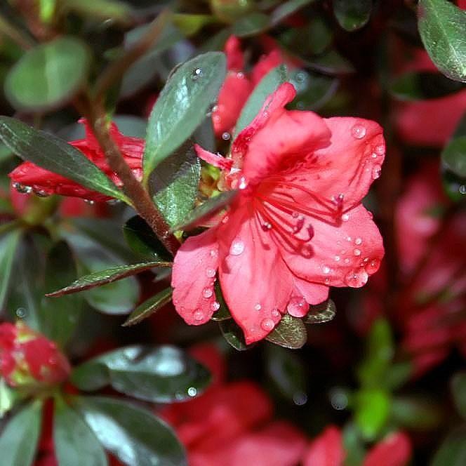 Rhododendron x 'Fashion' ~ Fashion Azalea – GoBuyPlants