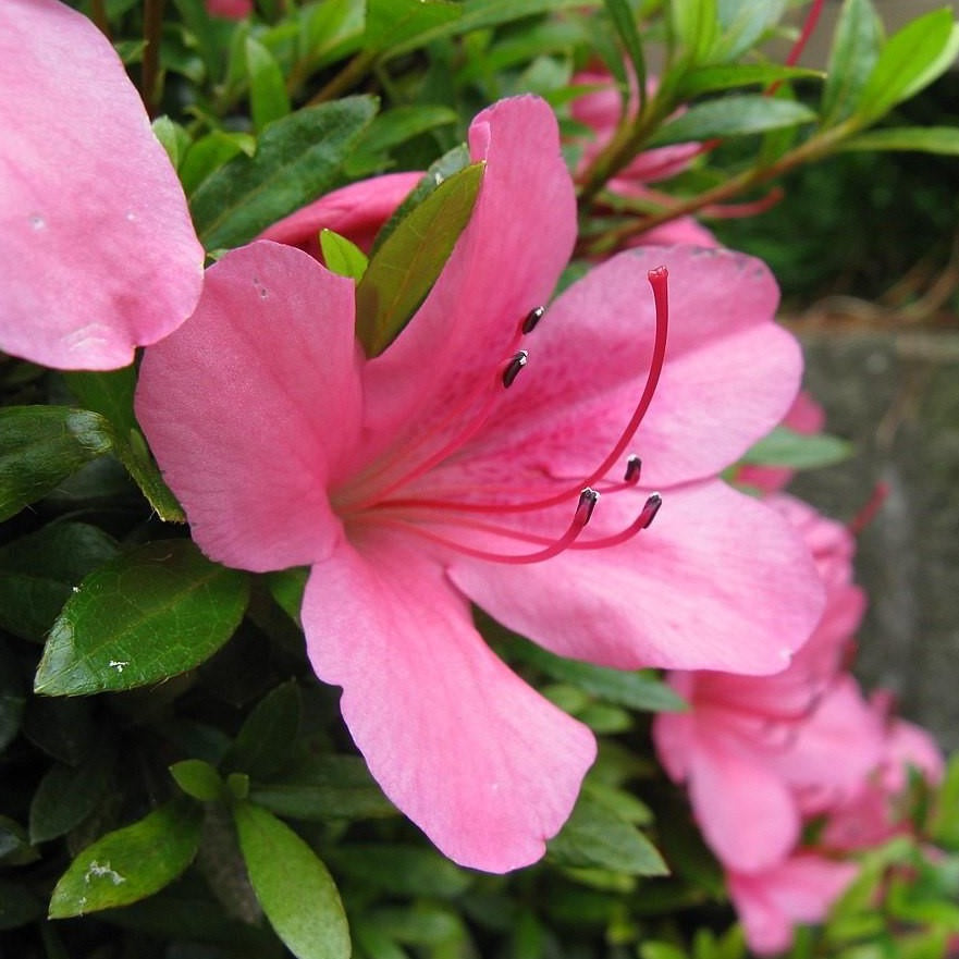 Azalea Judge Solomon | GoBuyPlants