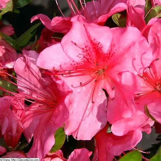 Azalea Renee Michelle | GoBuyPlants