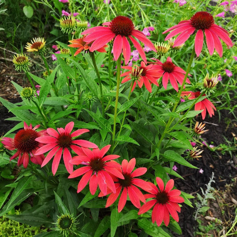 Echinacea x 'Cheyenne Spirit' ~ Cheyenne Spirit Echinacea, Coneflower ...