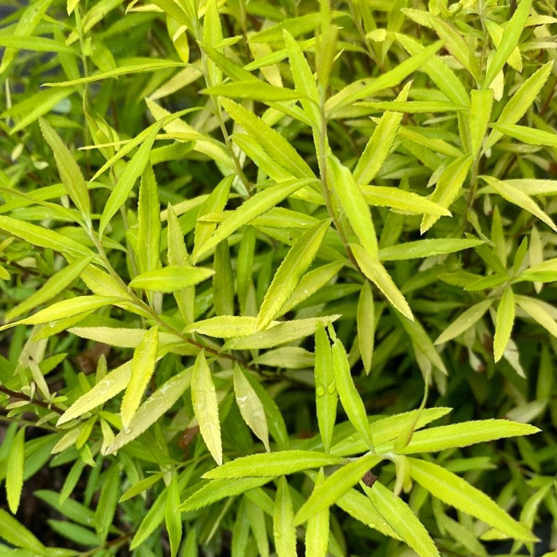 Gold Thread™ Spirea, Mellow Yellow Spiraea - Spiraea thunbergii 'Ogon ...