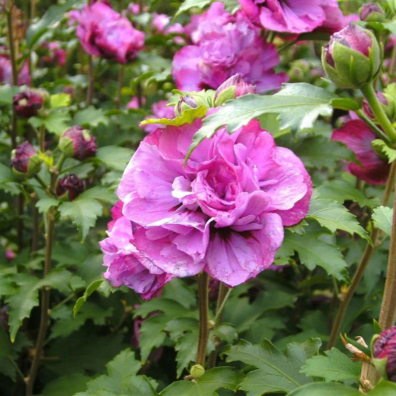 Hibiscus syriacus 'DS03RS' ~ Raspberry Smoothie™ Rose of Sharon ...