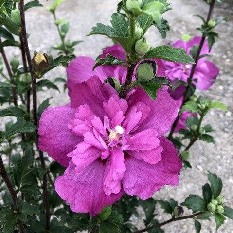 Hibiscus syriacus 'DS03RS' ~ Raspberry Smoothie™ Rose of Sharon ...